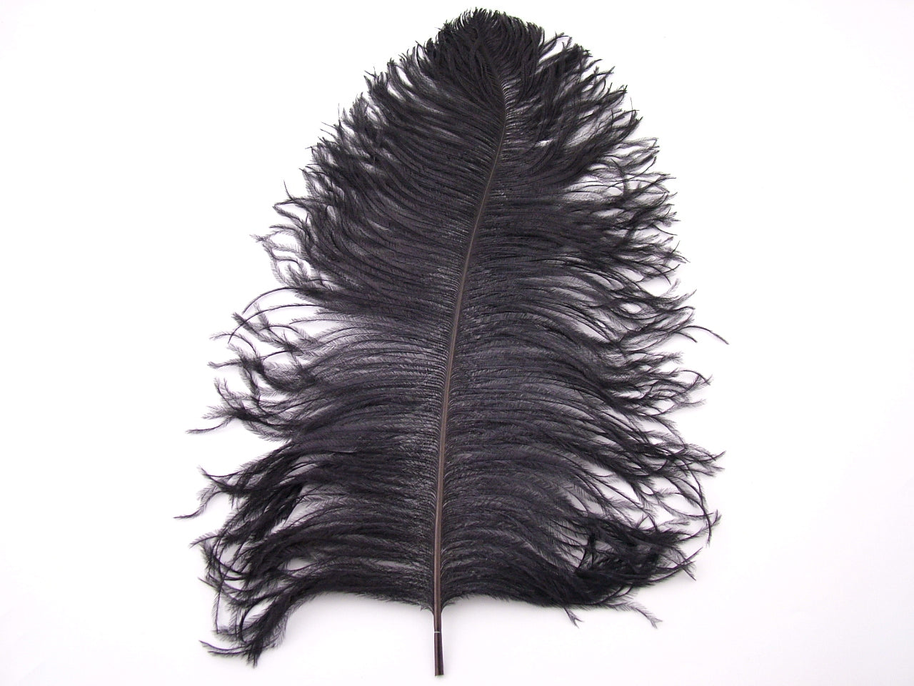 Ostrich Prime Wing Feather (50-65cm) – Jaffe et Fils