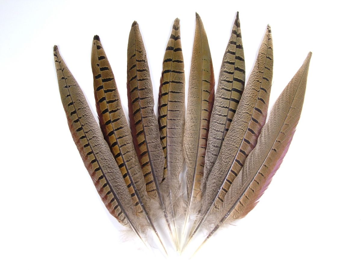 Ringneck Pheasant Side Feather (Pack of 10) – Jaffe et Fils