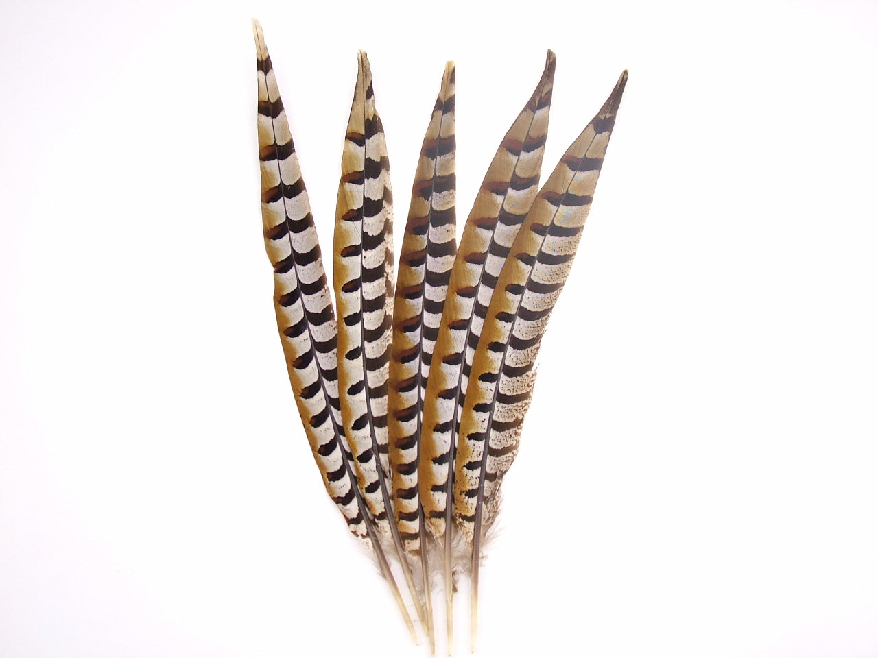 Reeves Pheasant Tail Feather – Jaffe et Fils