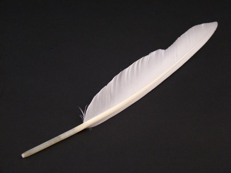 Duck Quill Feather (Pack of 10) – Jaffe et Fils